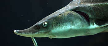 Species migration: movement and conservation challenges